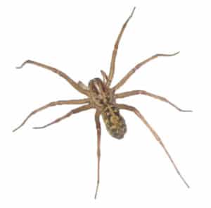 Hobo Spider - Altus Pest Control